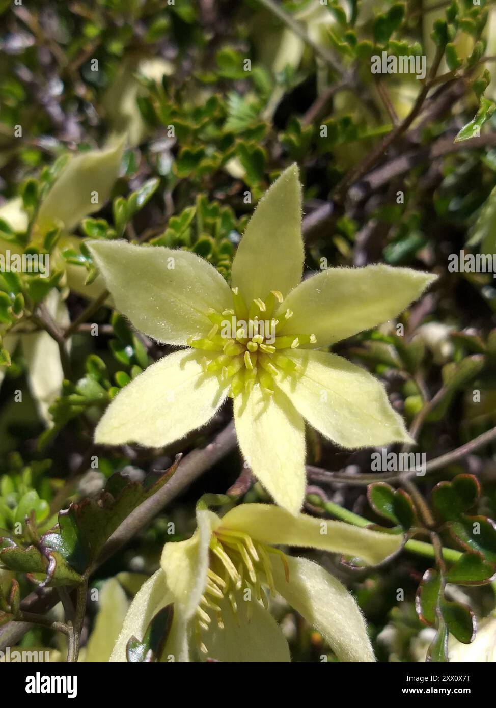 Forster's Clematis (Clematis forsteri) Plantae Stock Photo - Alamy