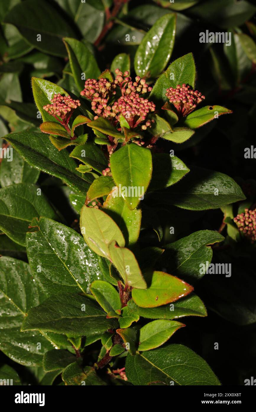 Laurustinus viburnum (Viburnum tinus) Plantae Stock Photo - Alamy