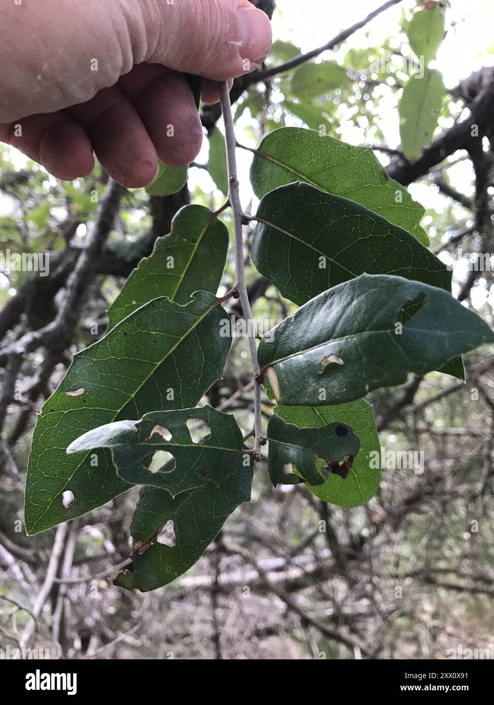 Texas live oak (Quercus fusiformis) Plantae Stock Photo - Alamy
