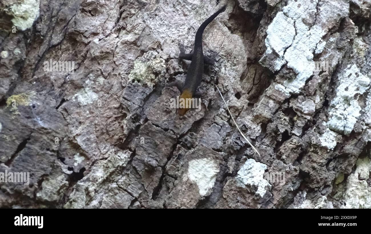 Yellow-headed Gecko (Gonatodes albogularis) Reptilia Stock Photo - Alamy