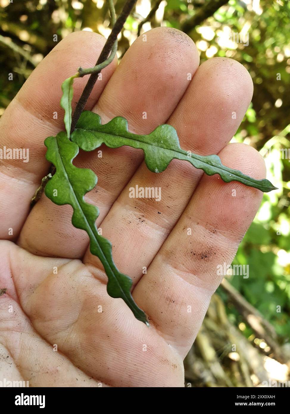 Kaihua (Parsonsia heterophylla) Plantae Stock Photo - Alamy