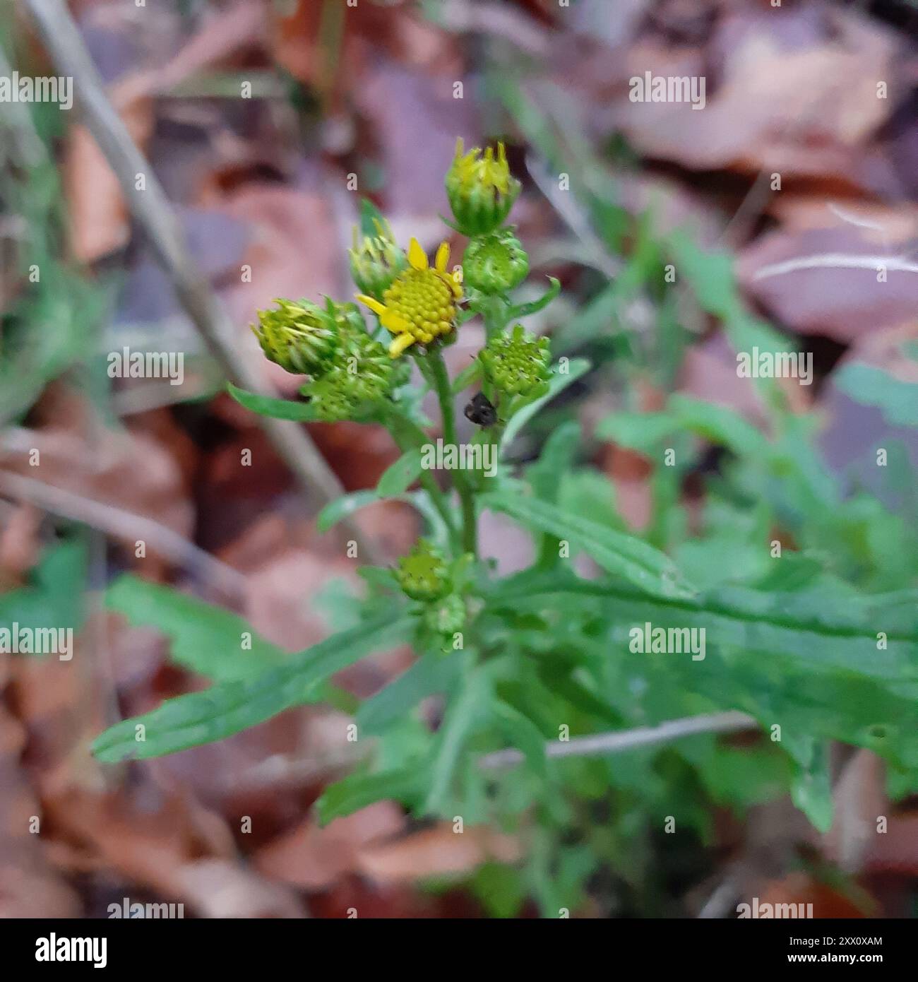 common groundsel (Senecio vulgaris) Plantae Stock Photo - Alamy