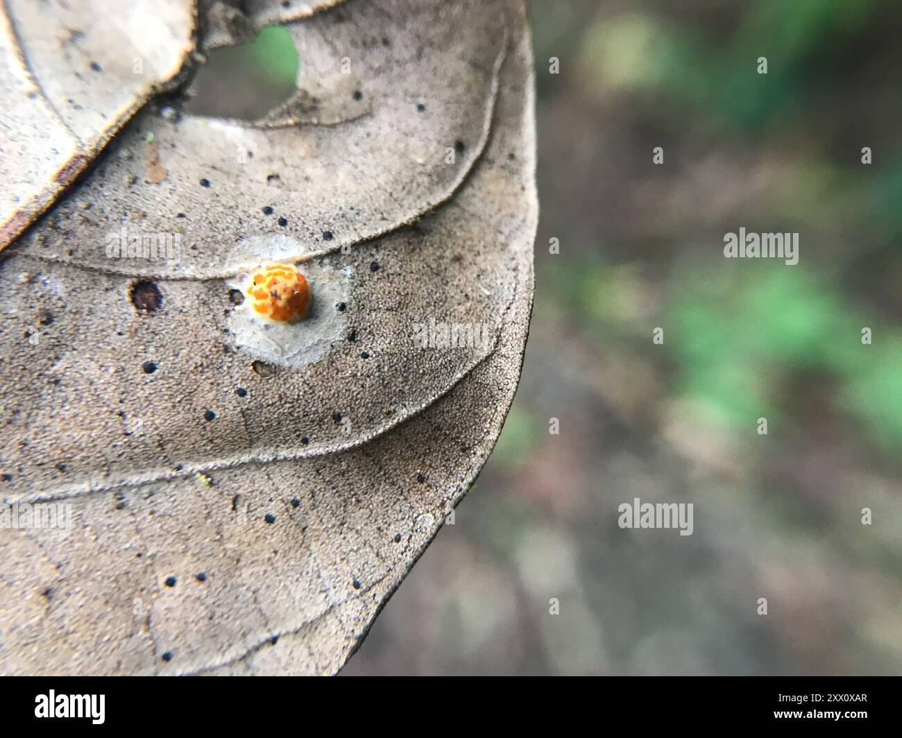 Insects (Insecta) Insecta Stock Photo - Alamy