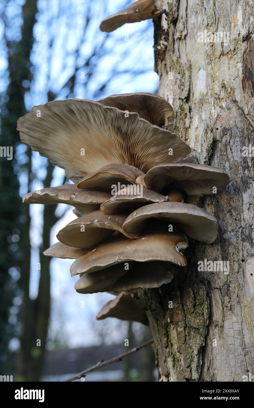 Oyster Mushroom (Pleurotus ostreatus) Fungi Stock Photo - Alamy