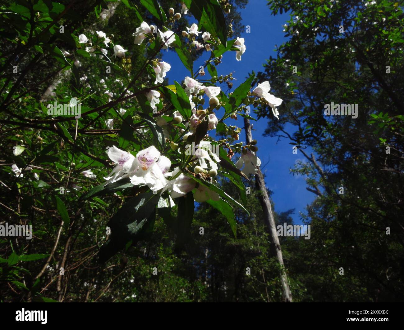 Christmas Bush (Prostanthera lasianthos) Plantae Stock Photo - Alamy