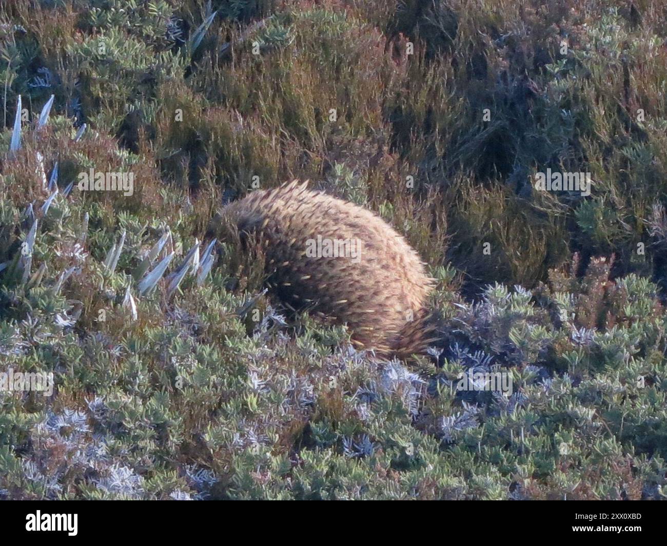 Tasmanian Echidna (Tachyglossus aculeatus setosus) Mammalia Stock Photo ...