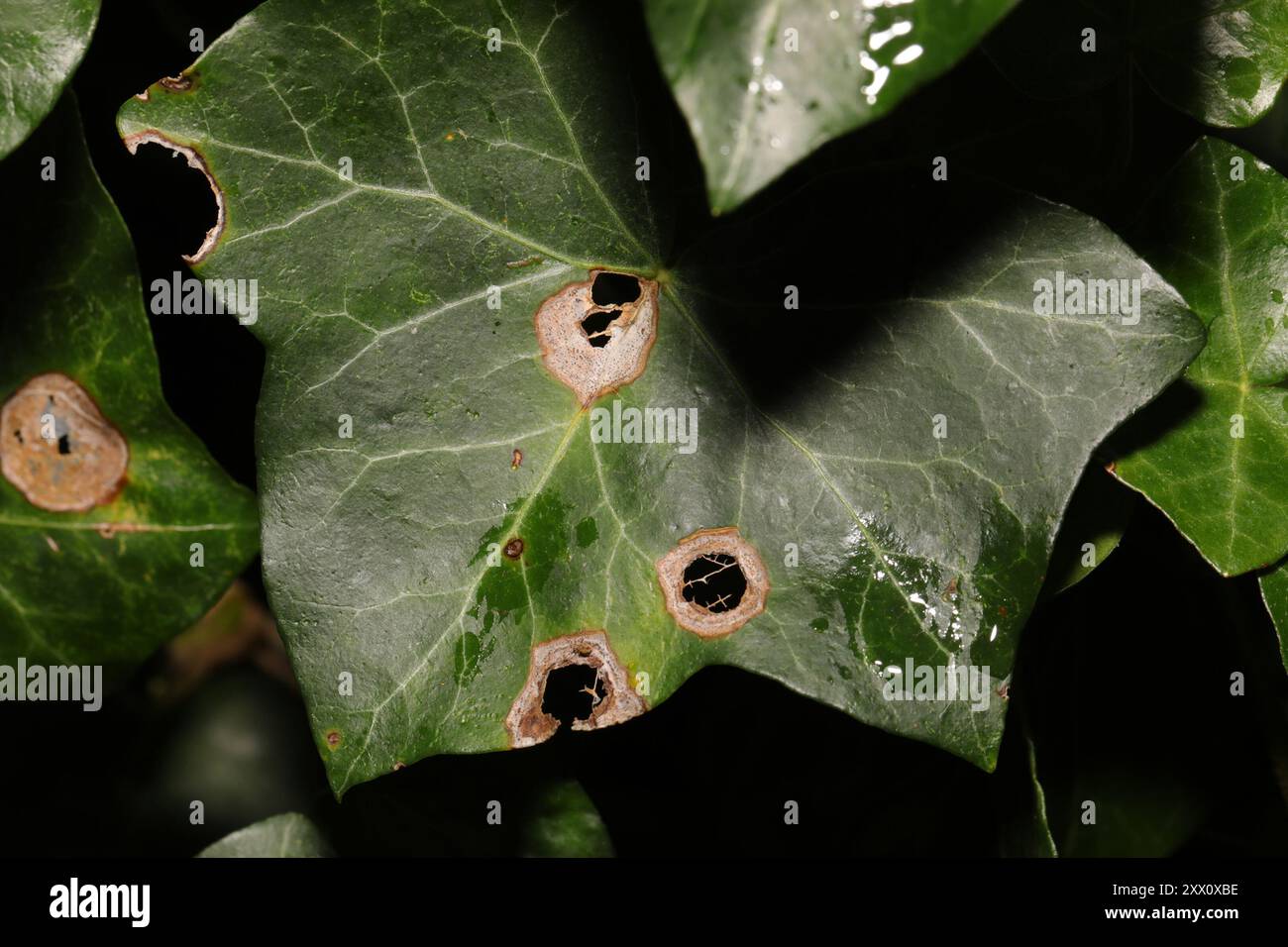 Leaf spot of ivy (Boeremia hedericola) Fungi Stock Photo - Alamy