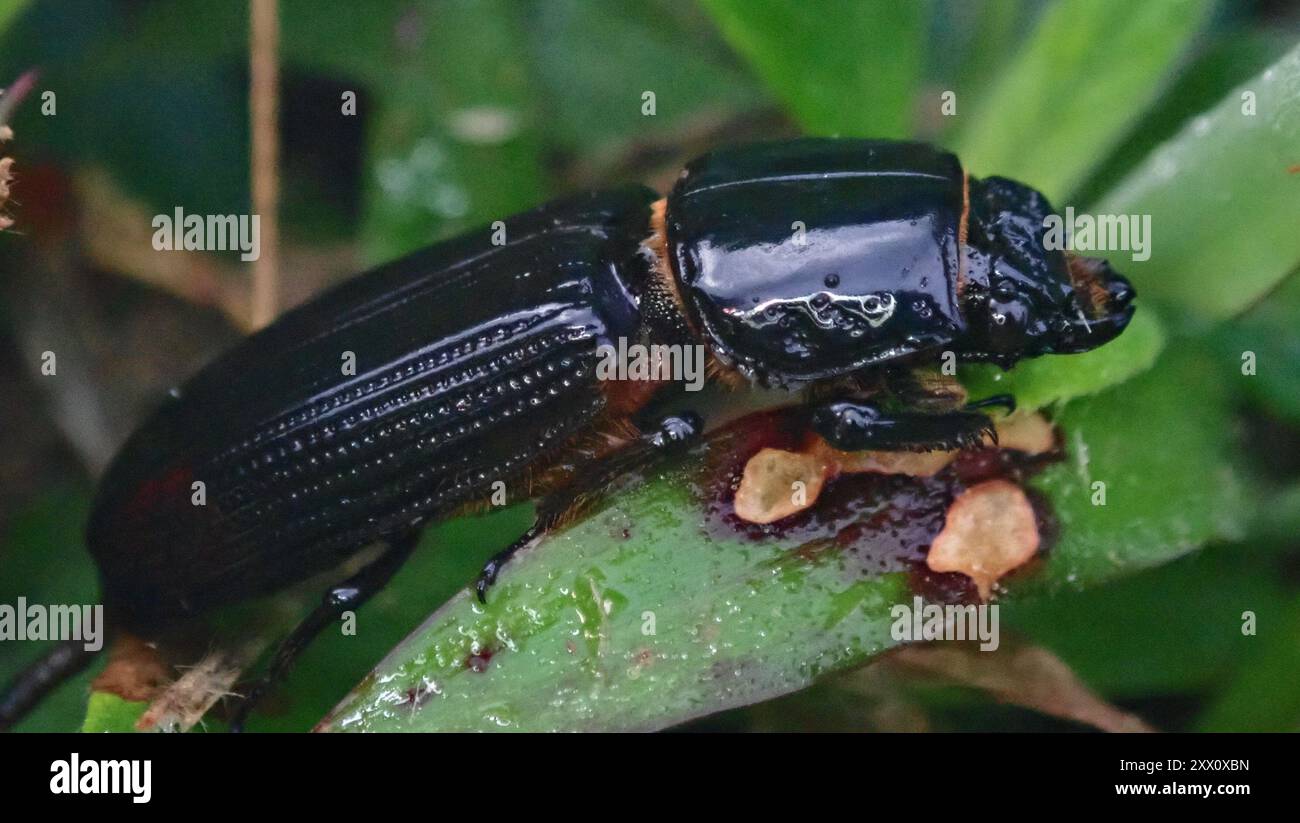 Bess Beetles (Passalidae) Insecta Stock Photo - Alamy