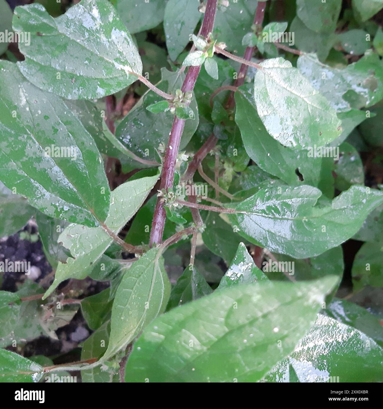 pellitory-of-the-wall (Parietaria judaica) Plantae Stock Photo - Alamy
