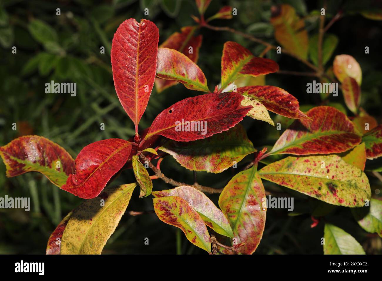 Red Tip Photinia (Photinia × fraseri) Plantae Stock Photo - Alamy