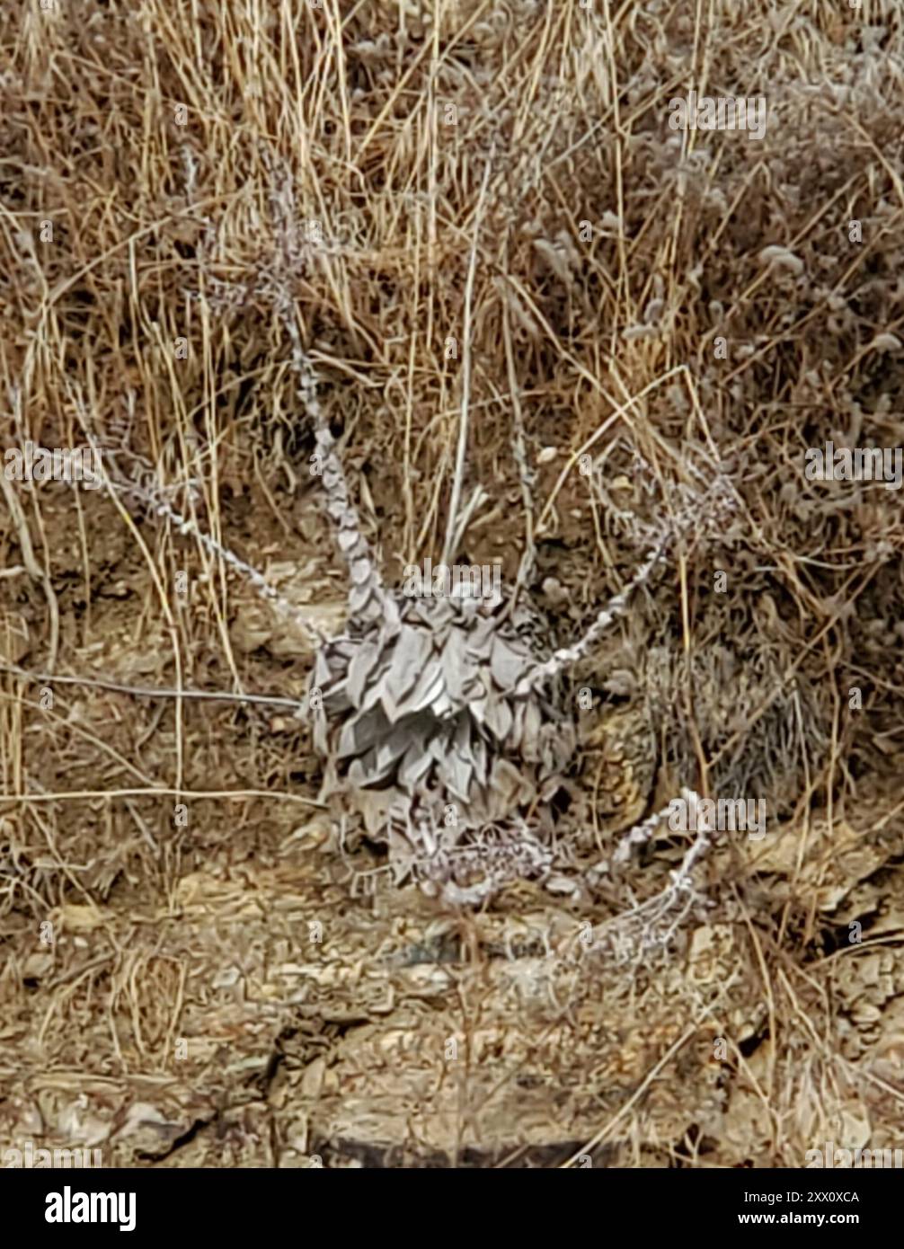 Chalk Dudleya (Dudleya pulverulenta) Plantae Stock Photo - Alamy