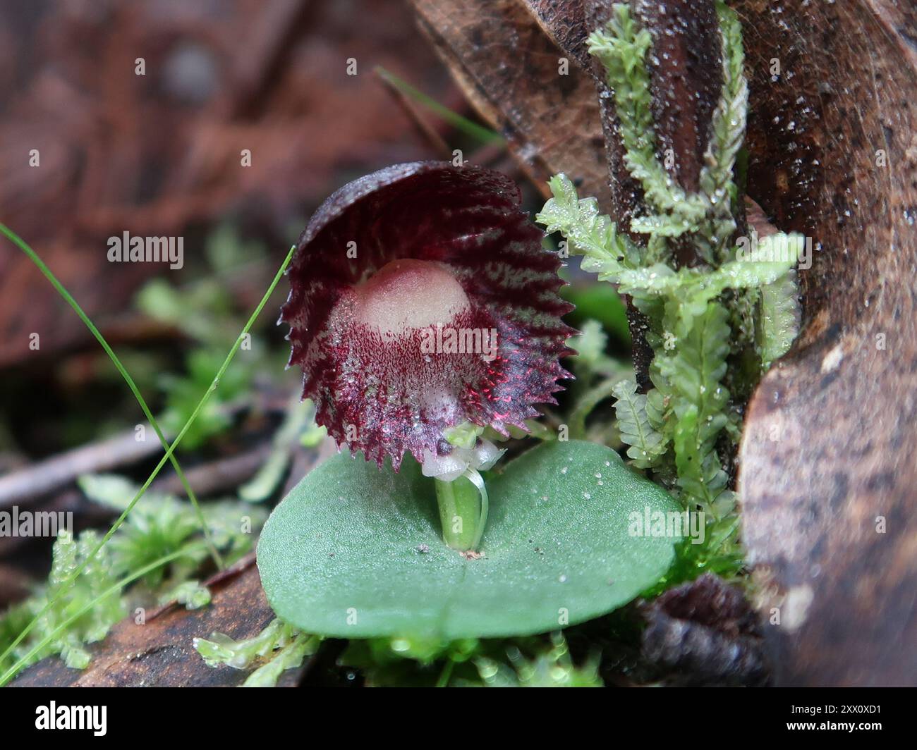 veined helmet-orchid (Corybas diemenicus) Plantae Stock Photo - Alamy