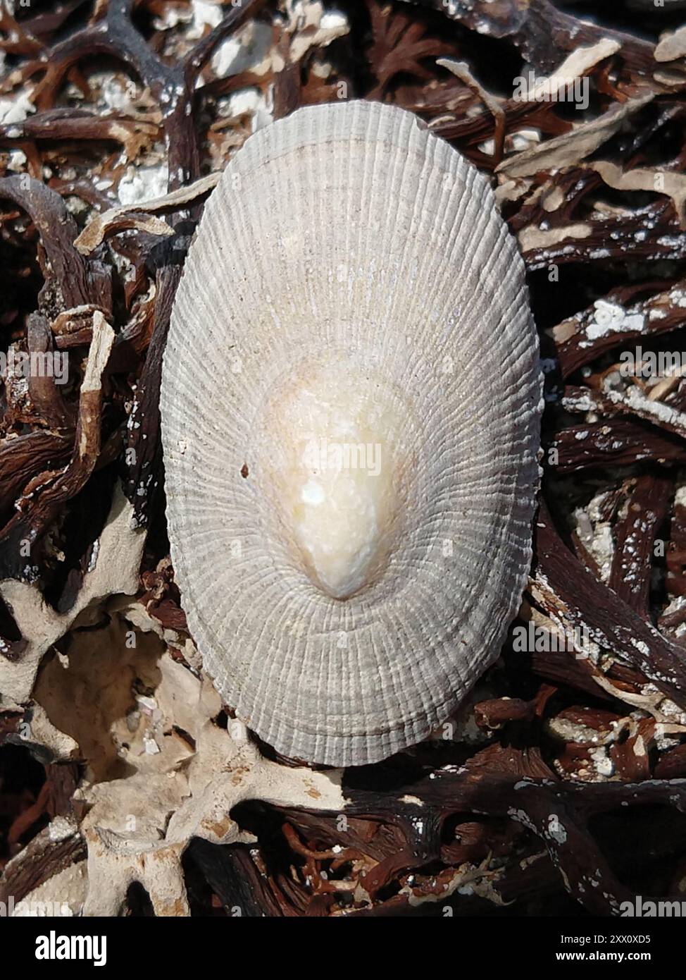 Kelp Limpet (Cymbula compressa) Mollusca Stock Photo - Alamy