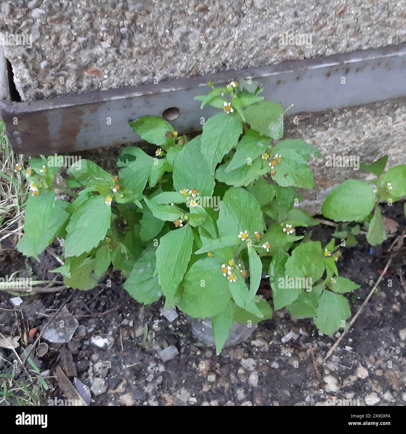 shaggy soldier (Galinsoga quadriradiata) Plantae Stock Photo - Alamy
