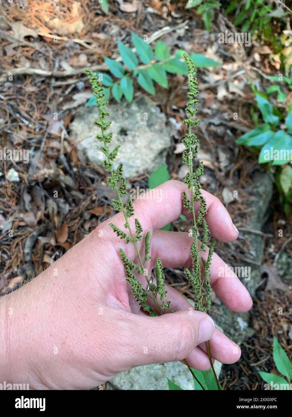 Mexican Flowering Fern (Anemia mexicana) Plantae Stock Photo - Alamy