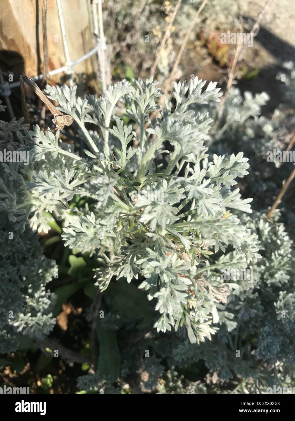 coastal sagewort (Artemisia pycnocephala) Plantae Stock Photo - Alamy