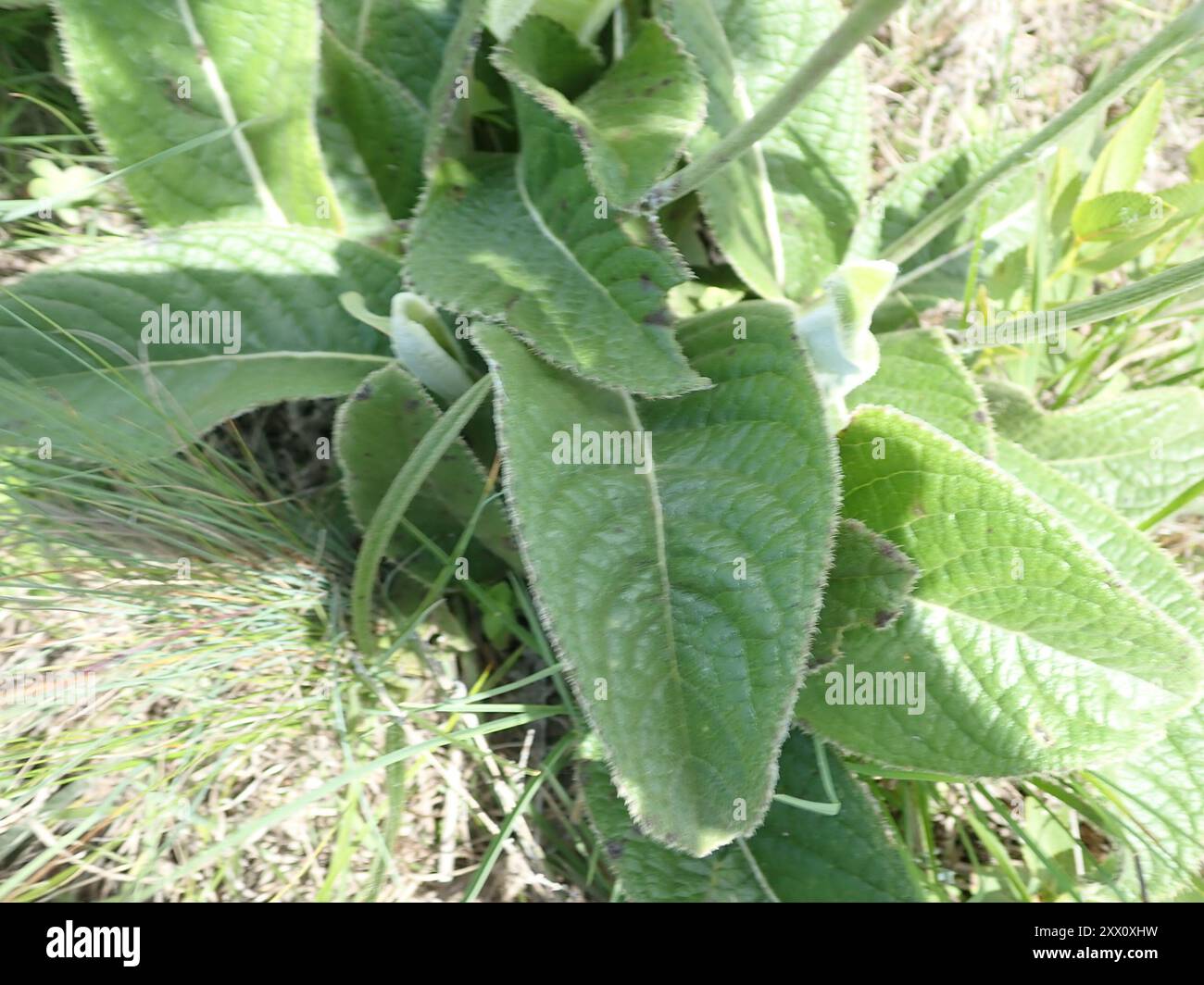 Bristle African Thistle (Berkheya setifera) Plantae Stock Photo - Alamy