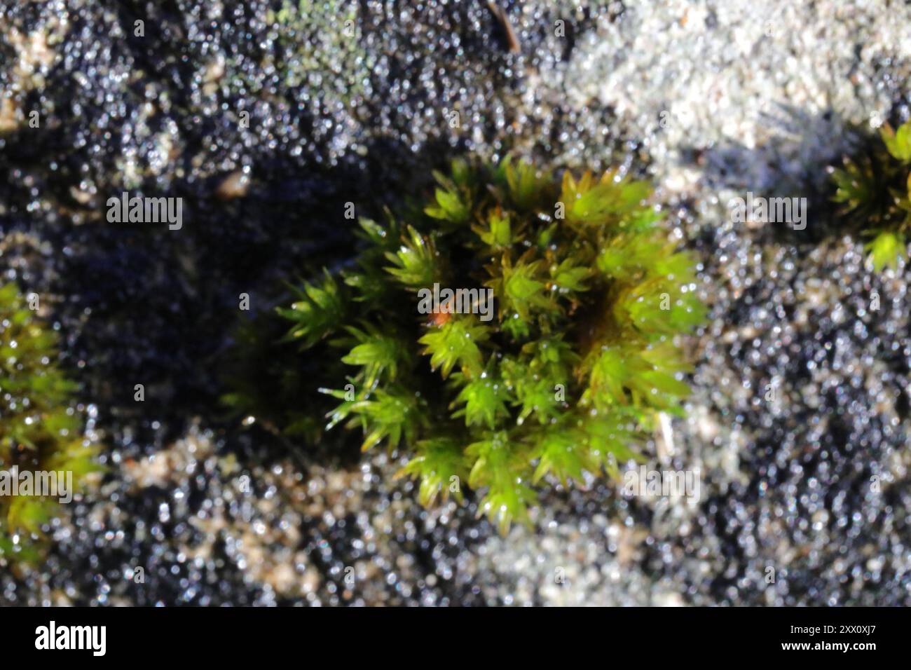 Anomalous Bristle-moss (Orthotrichum anomalum) Plantae Stock Photo - Alamy