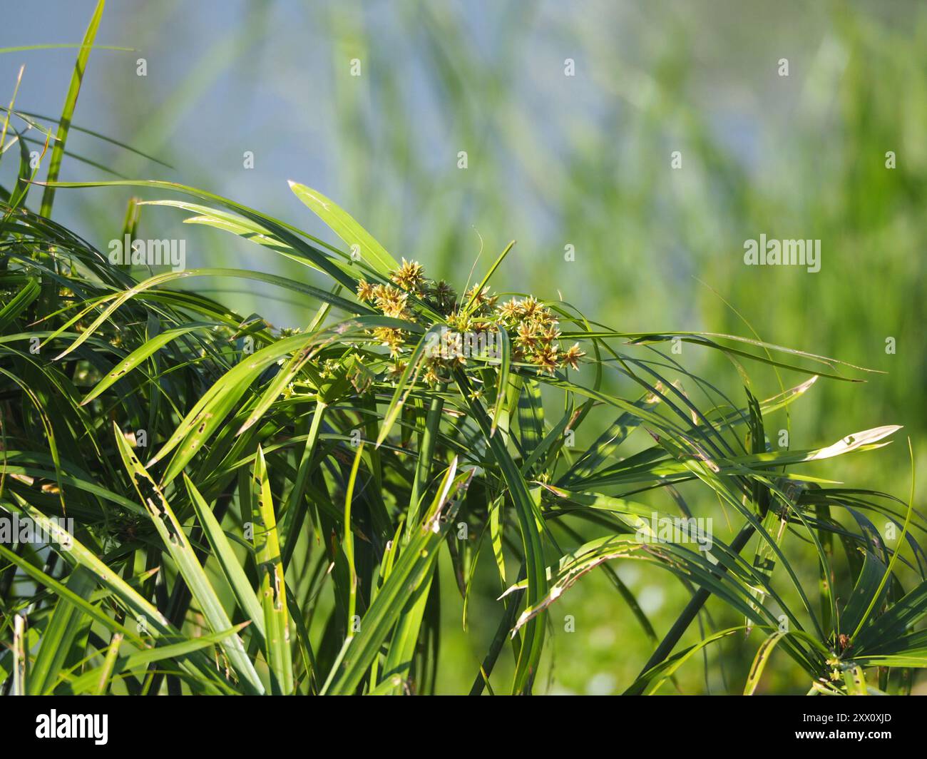 Umbrella papyrus (Cyperus alternifolius flabelliformis) Plantae Stock ...