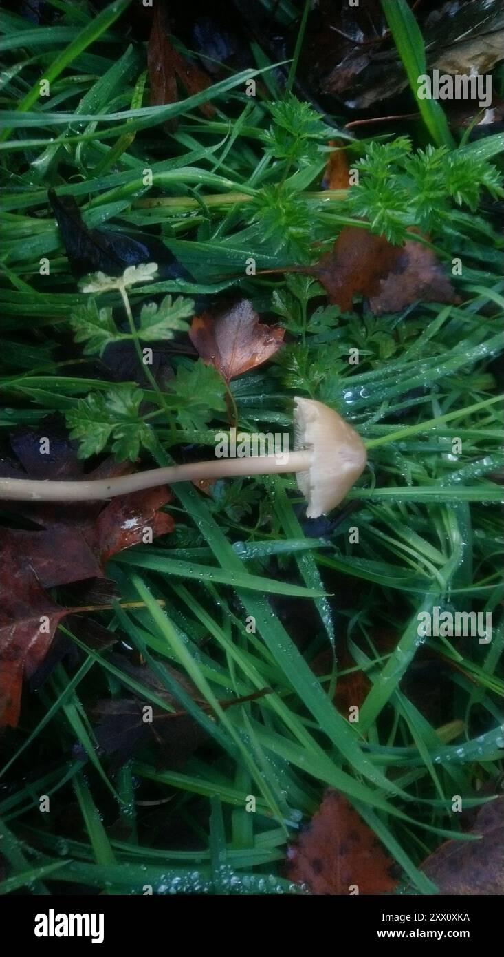 Brittlestems (Psathyrella) Fungi Stock Photo - Alamy