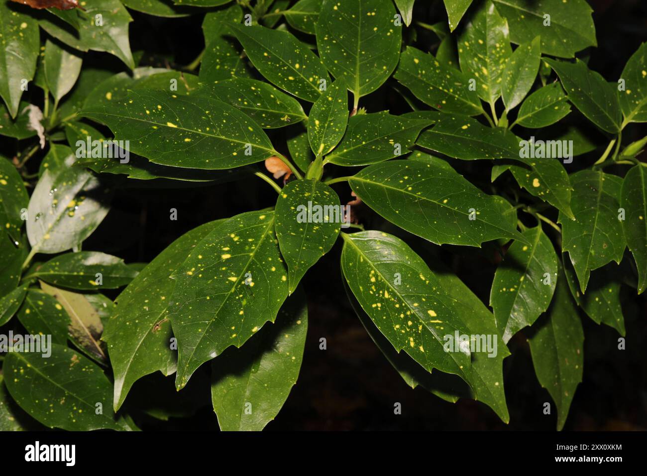 Japanese aucuba (Aucuba japonica) Plantae Stock Photo - Alamy
