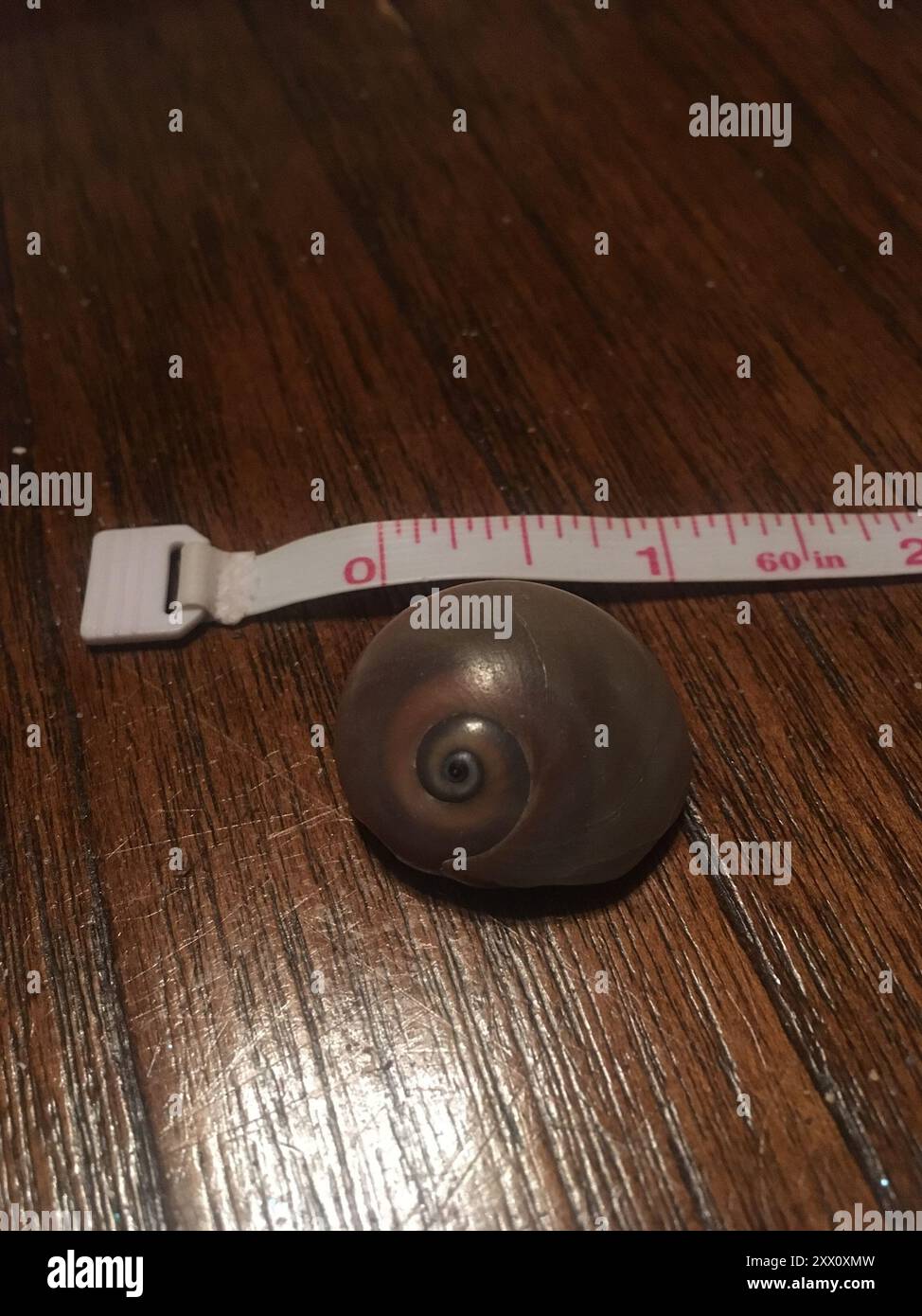 Shark Eye (Neverita duplicata) Mollusca Stock Photo - Alamy