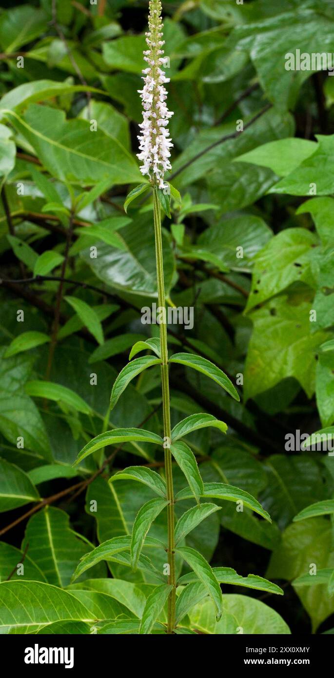 (Coleus adenanthus) Plantae Stock Photo - Alamy