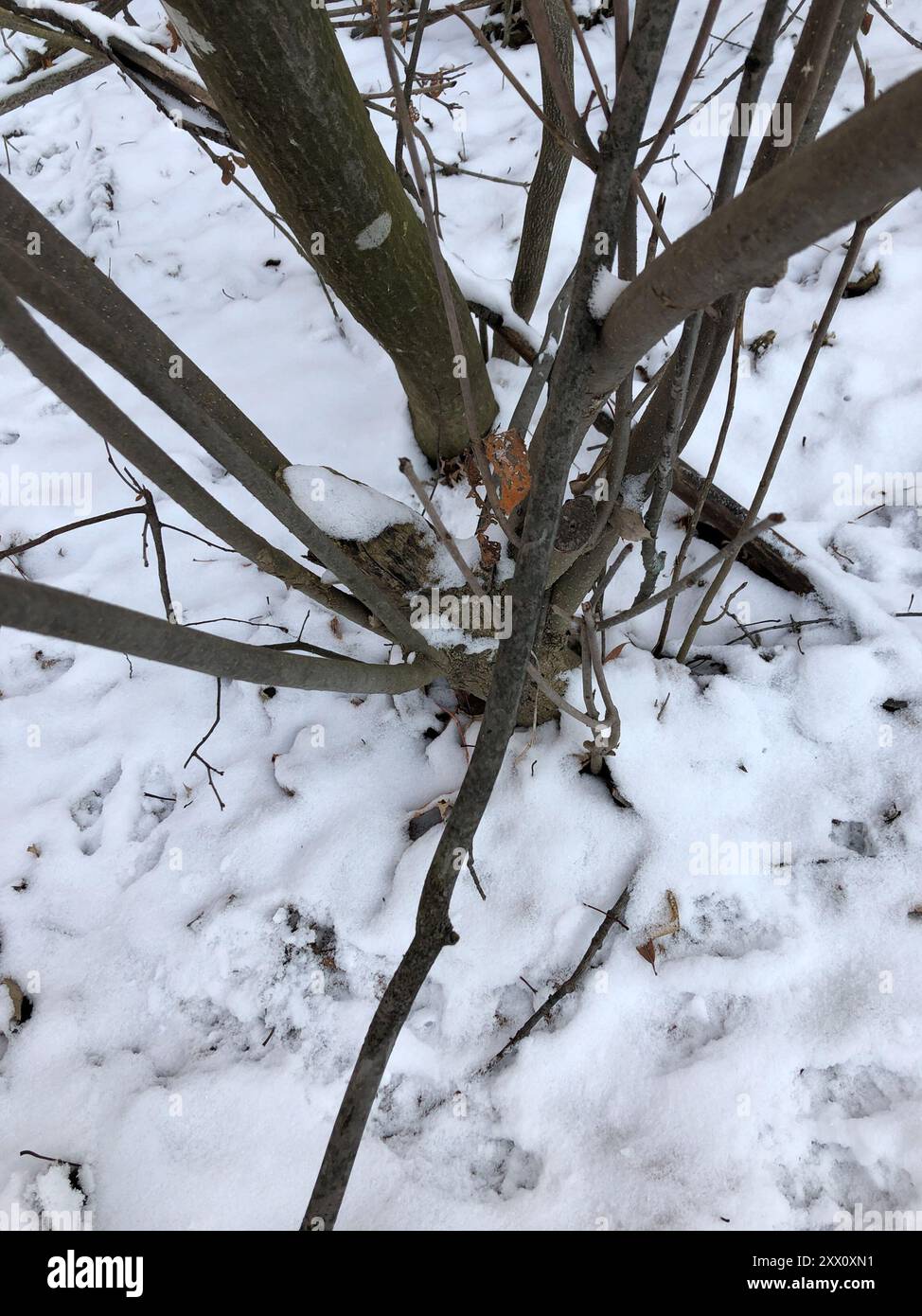 Wayfaring-tree (Viburnum lantana) Plantae Stock Photo - Alamy