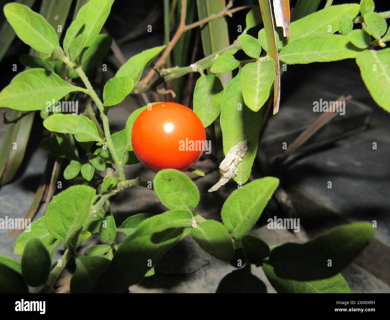 Jerusalem cherry (Solanum pseudocapsicum) Plantae Stock Photo - Alamy