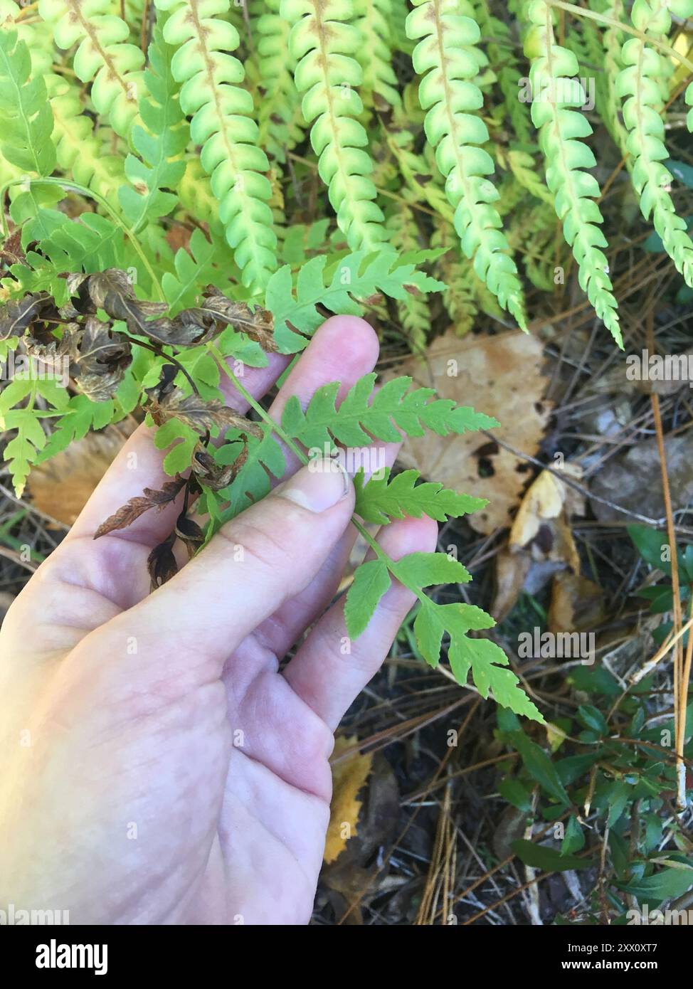 cinnamon fern (Osmundastrum cinnamomeum) Plantae Stock Photo - Alamy