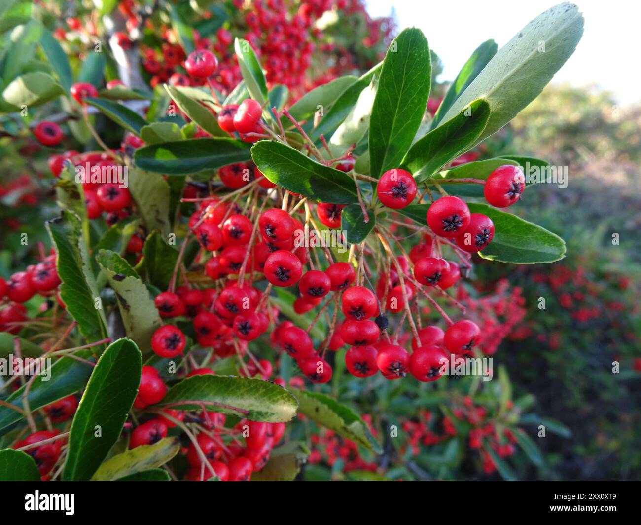 Firethorn (Pyracantha coccinea) Plantae Stock Photo - Alamy