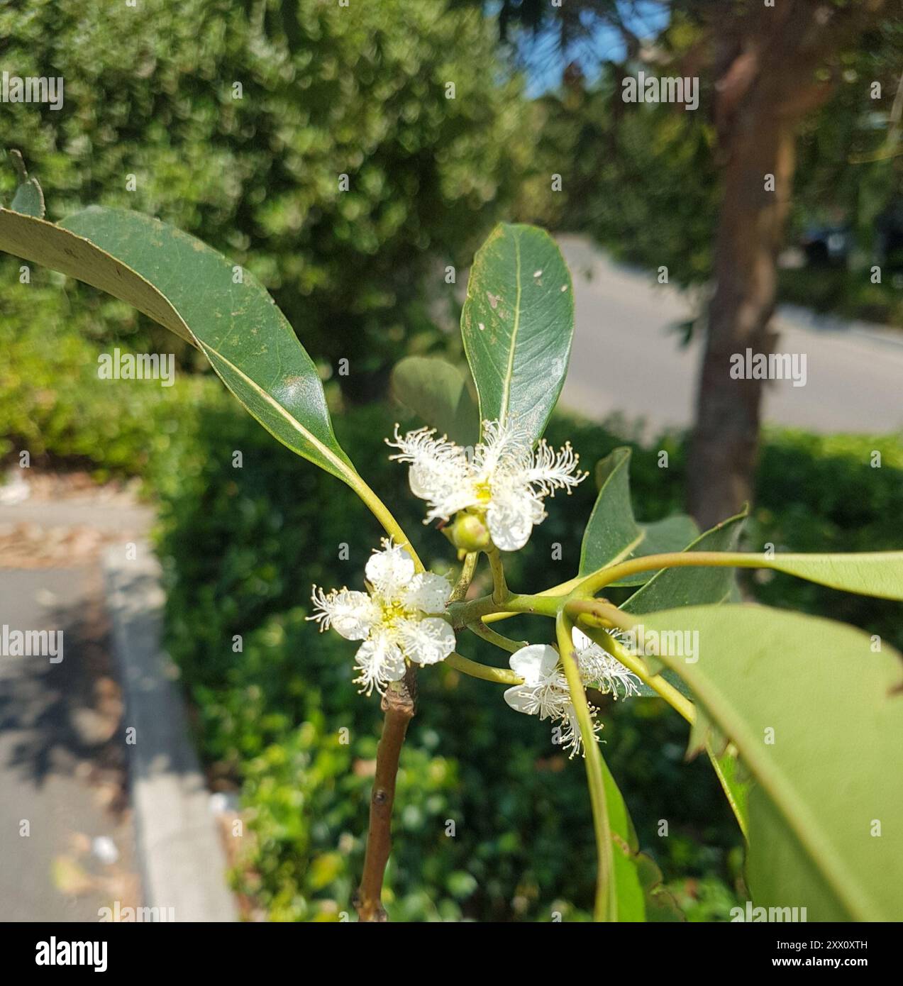 Brush Box (Lophostemon confertus) Plantae Stock Photo - Alamy