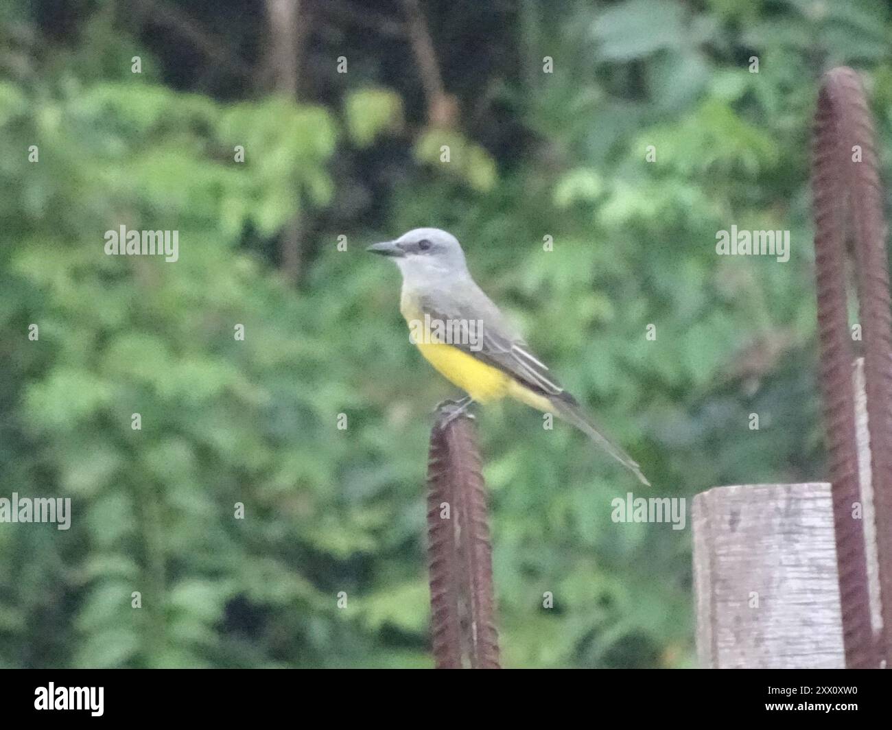 Tropical Kingbird (Tyrannus melancholicus) Aves Stock Photo - Alamy