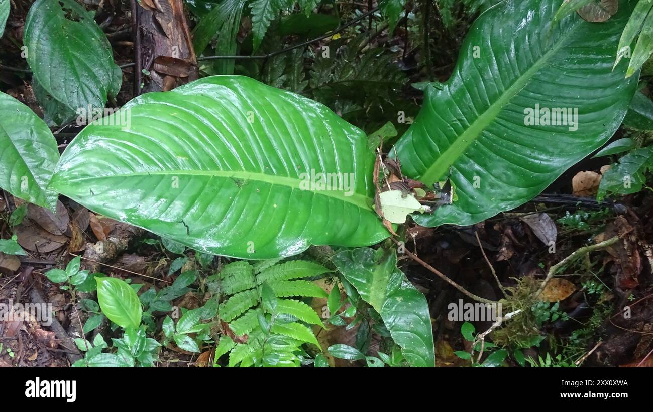 dumb canes (Dieffenbachia) Plantae Stock Photo - Alamy
