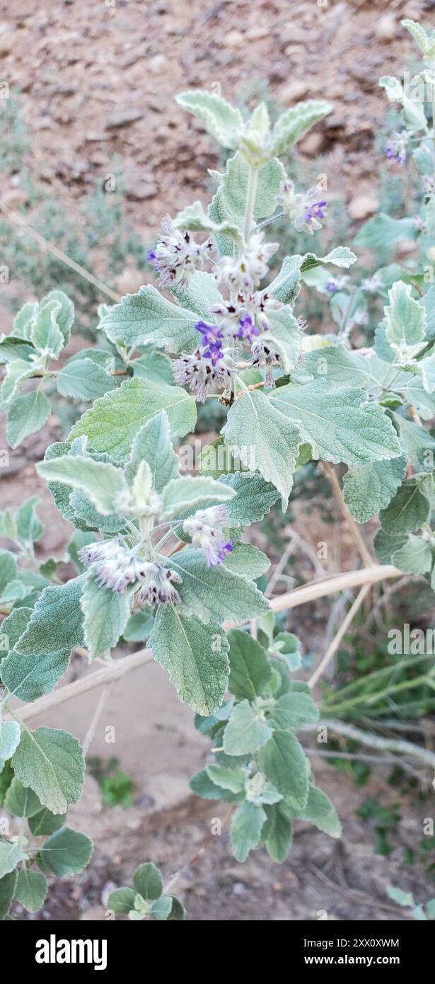 desert lavender (Condea emoryi) Plantae Stock Photo - Alamy