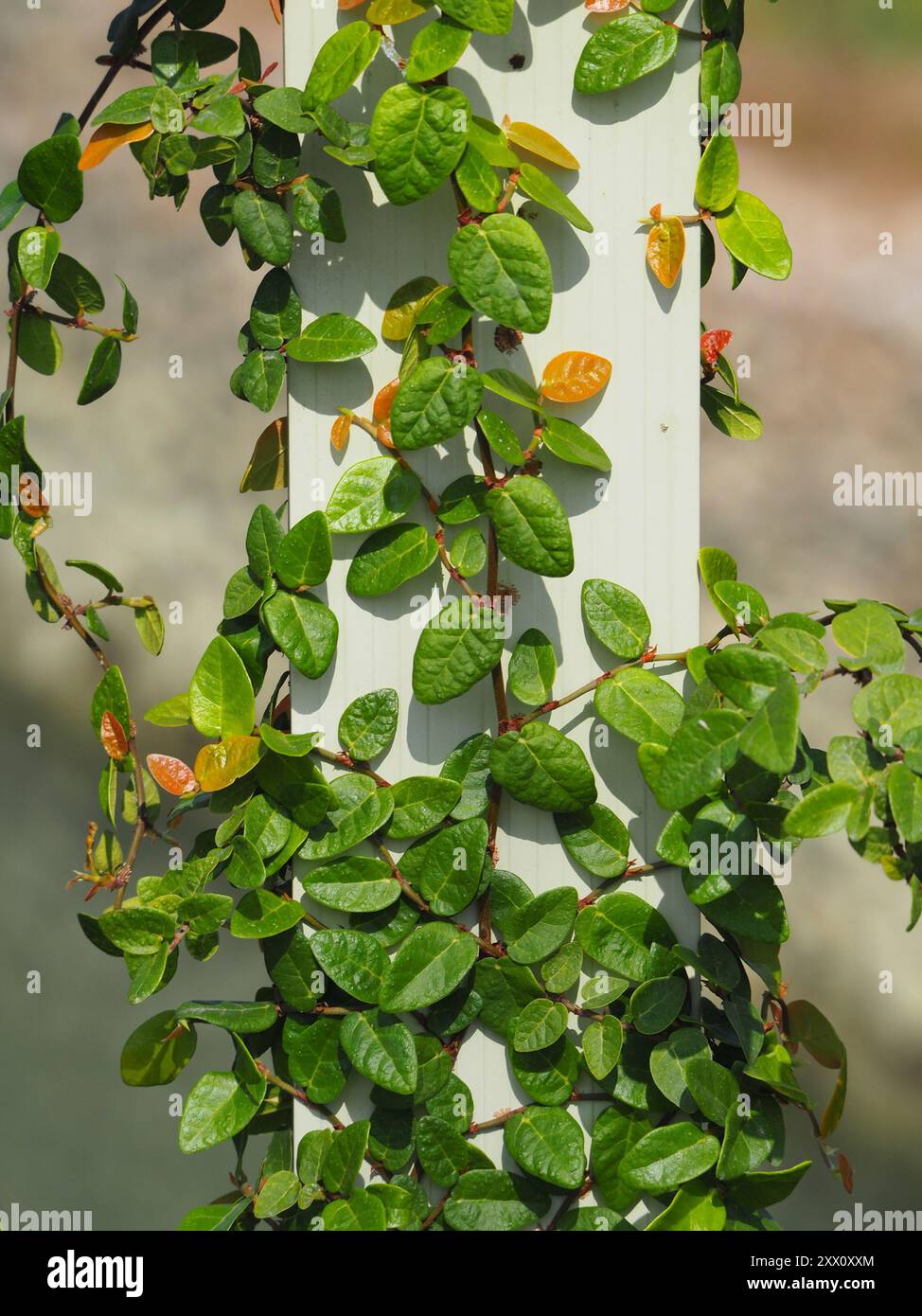 Climbing fig (Ficus pumila) Plantae Stock Photo - Alamy