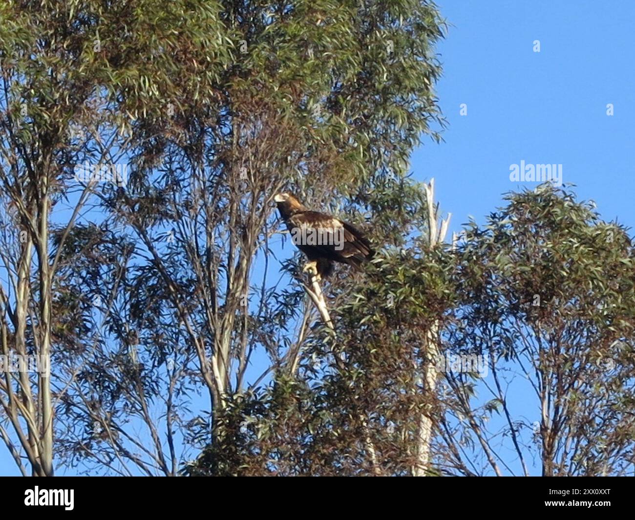 Tasmanian wedge-tailed eagle (Aquila audax fleayi) Aves Stock Photo - Alamy
