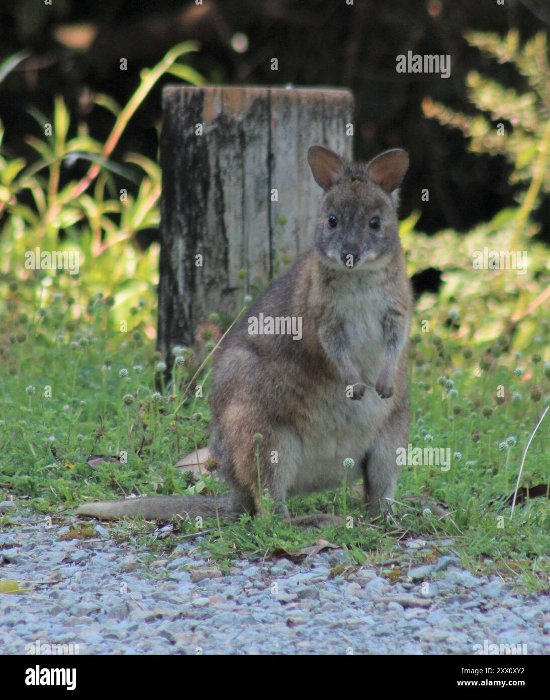 Red-necked Pademelon (Thylogale thetis) Mammalia Stock Photo - Alamy