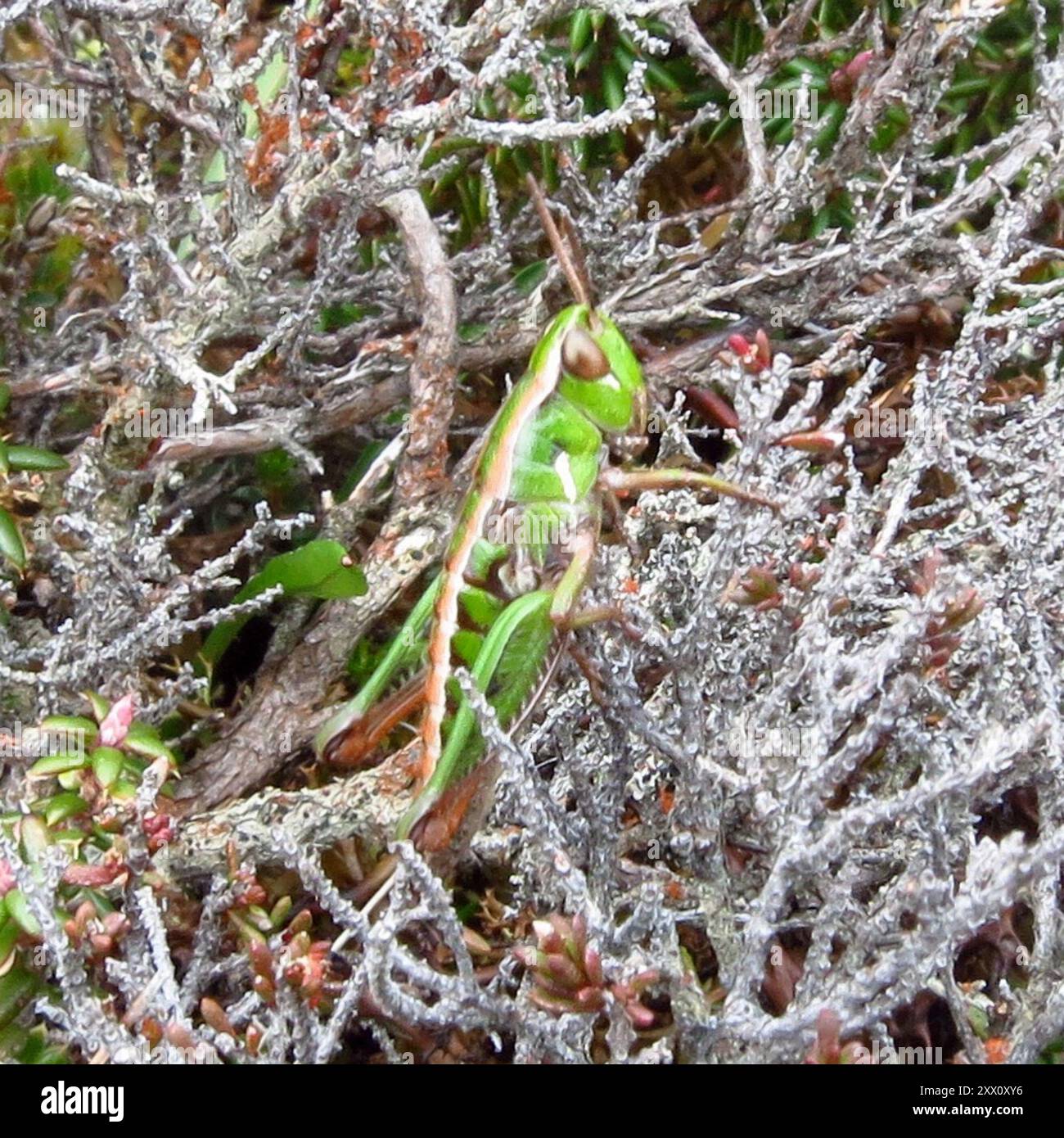 Tassie hopper hi-res stock photography and images - Alamy