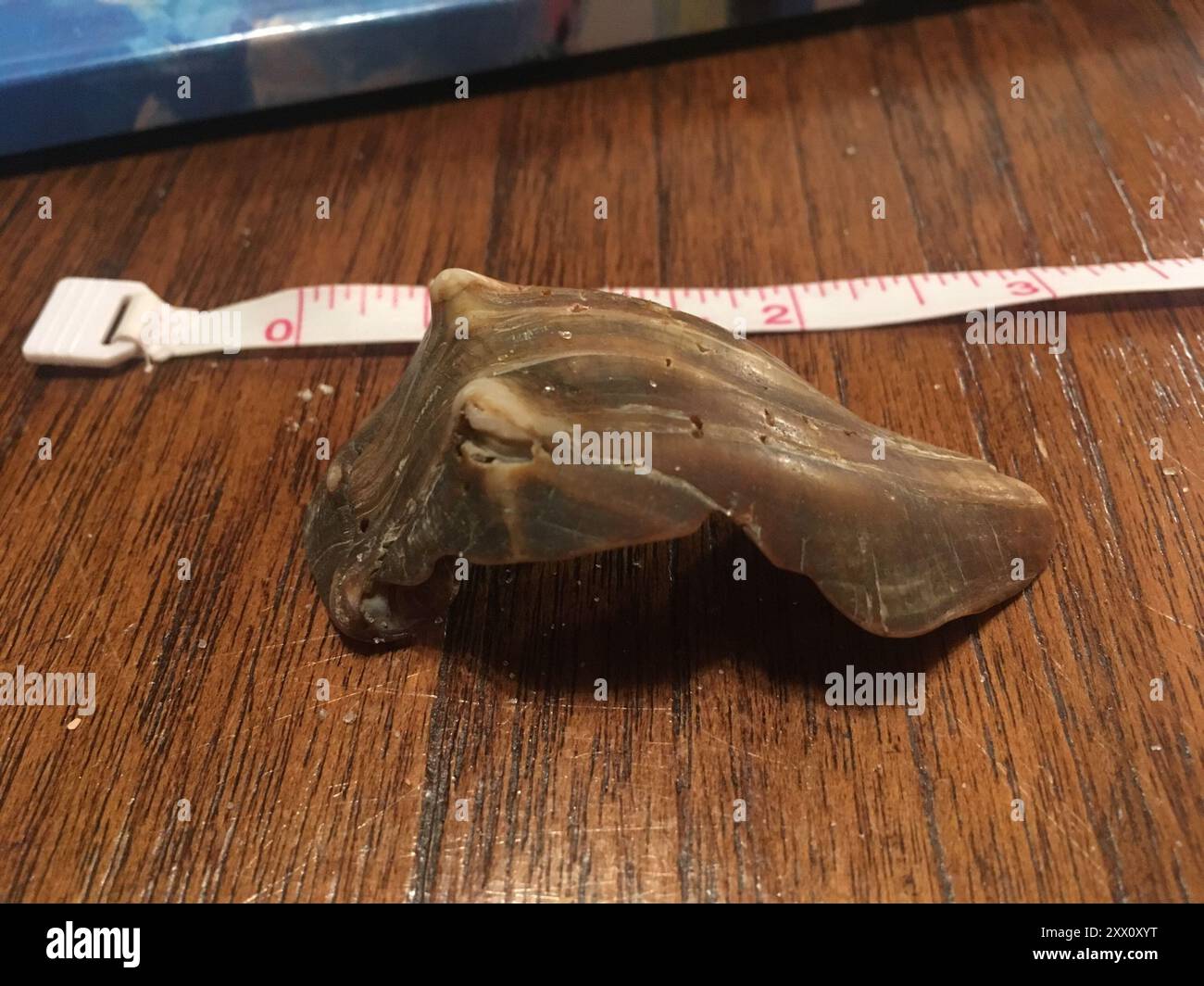 Knobbed Whelk (Busycon carica) Mollusca Stock Photo - Alamy