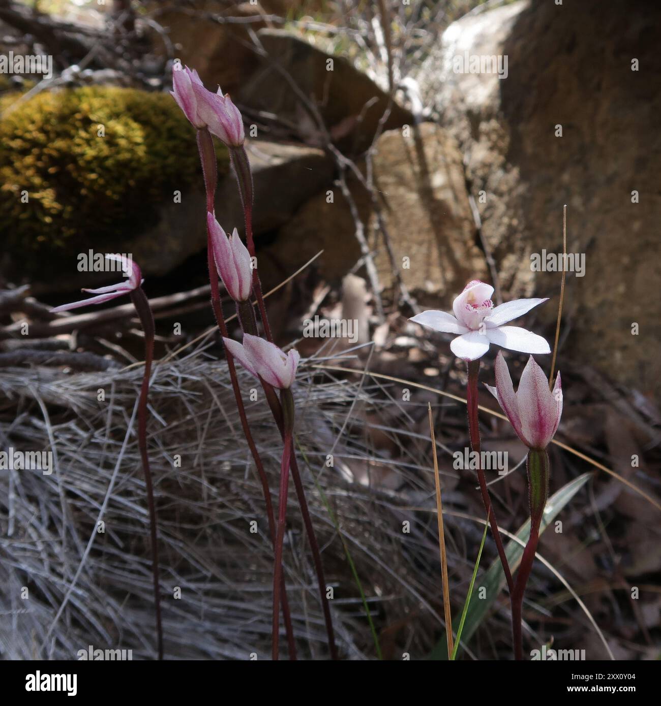 mountain caladenia (Caladenia alpina) Plantae Stock Photo - Alamy