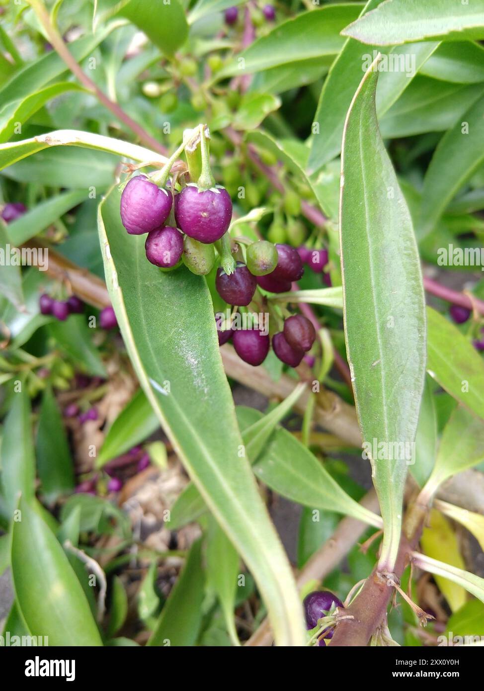 waterbush (Myoporum montanum) Plantae Stock Photo - Alamy