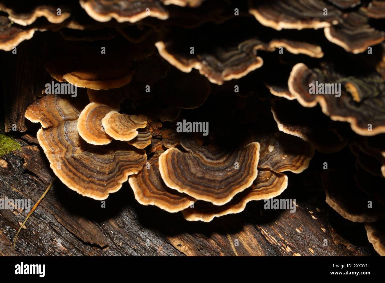 turkey-tail (Trametes versicolor) Fungi Stock Photo - Alamy