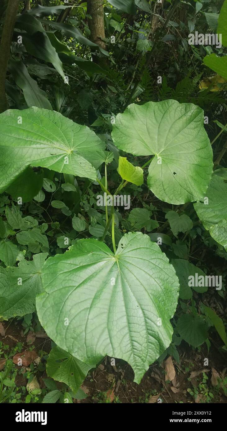 pepper plants (Piper) Plantae Stock Photo - Alamy