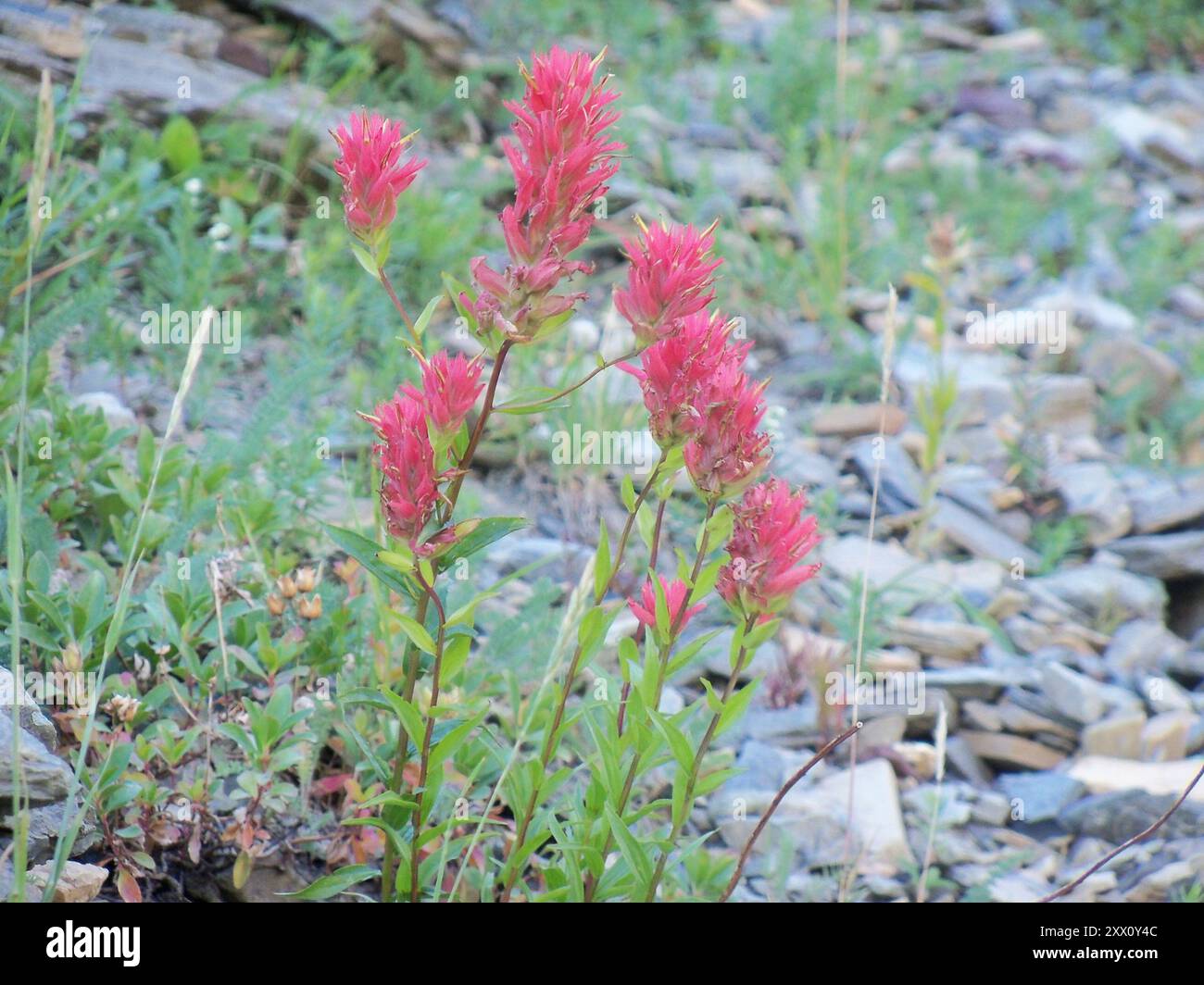 giant red Indian paintbrush (Castilleja miniata) Plantae Stock Photo ...