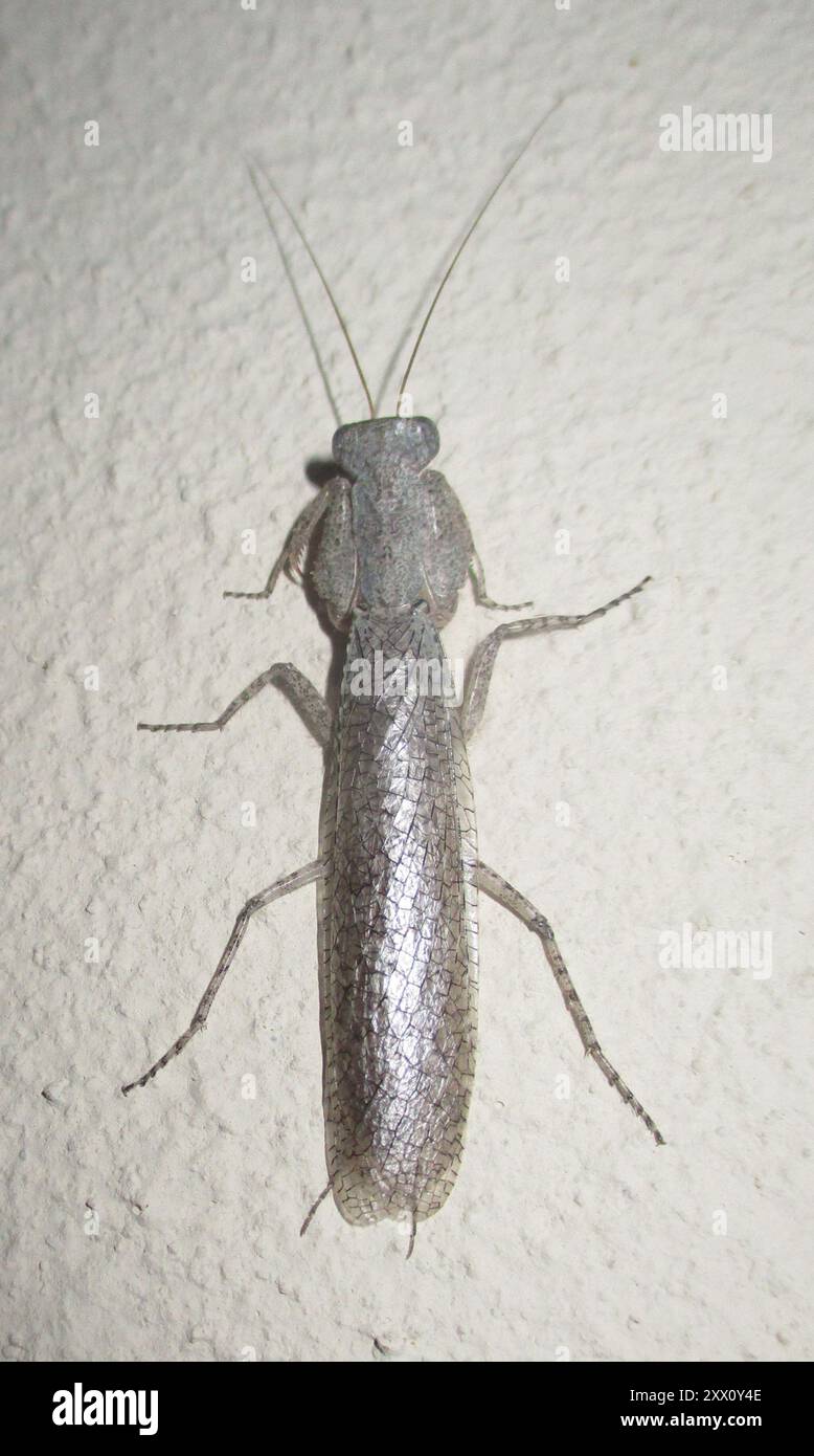 Tarachodes hi-res stock photography and images - Alamy