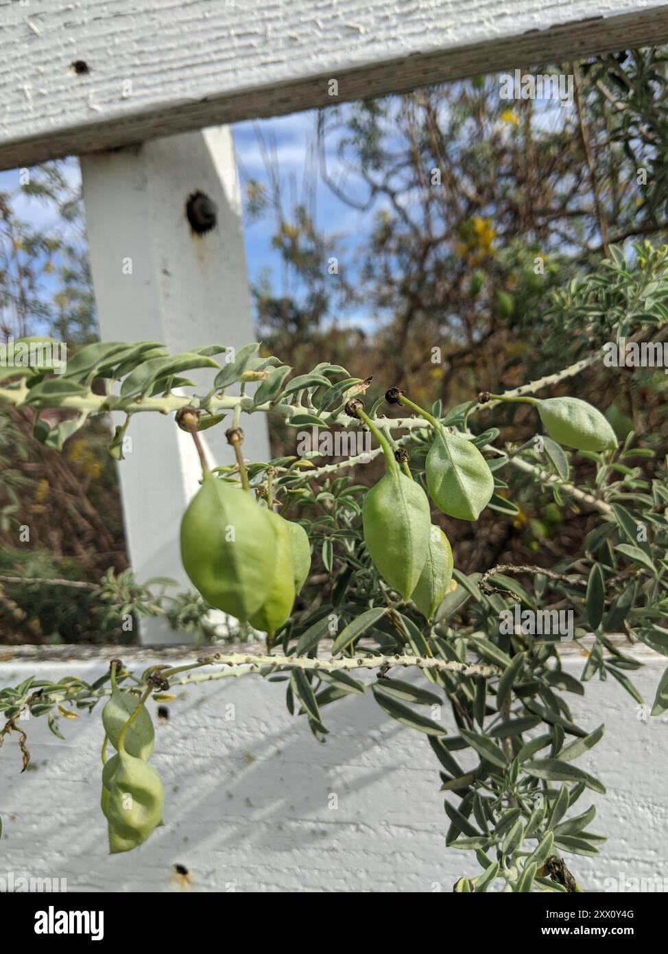 Bladderpod (Cleomella arborea) Plantae Stock Photo - Alamy