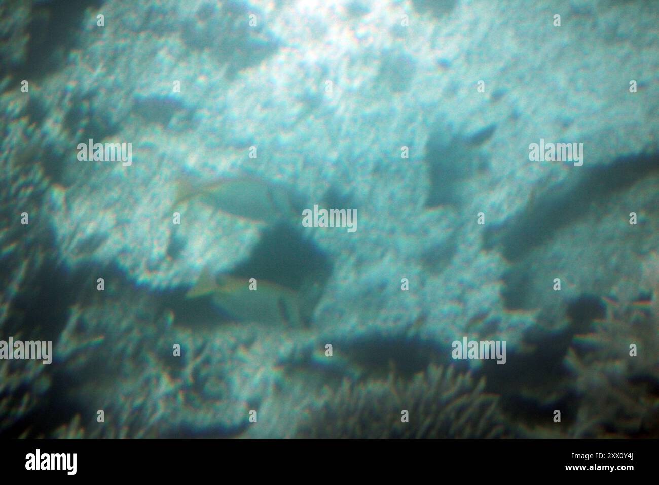 Barred Rabbitfish (Siganus doliatus) Actinopterygii Stock Photo - Alamy