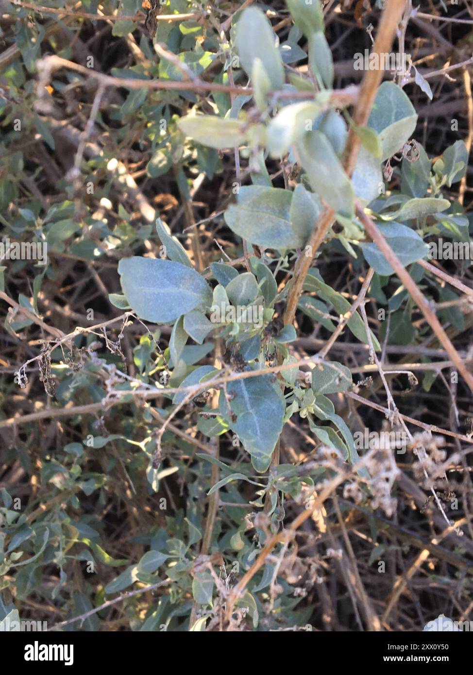 Saltbushes (Atriplex) Plantae Stock Photo - Alamy