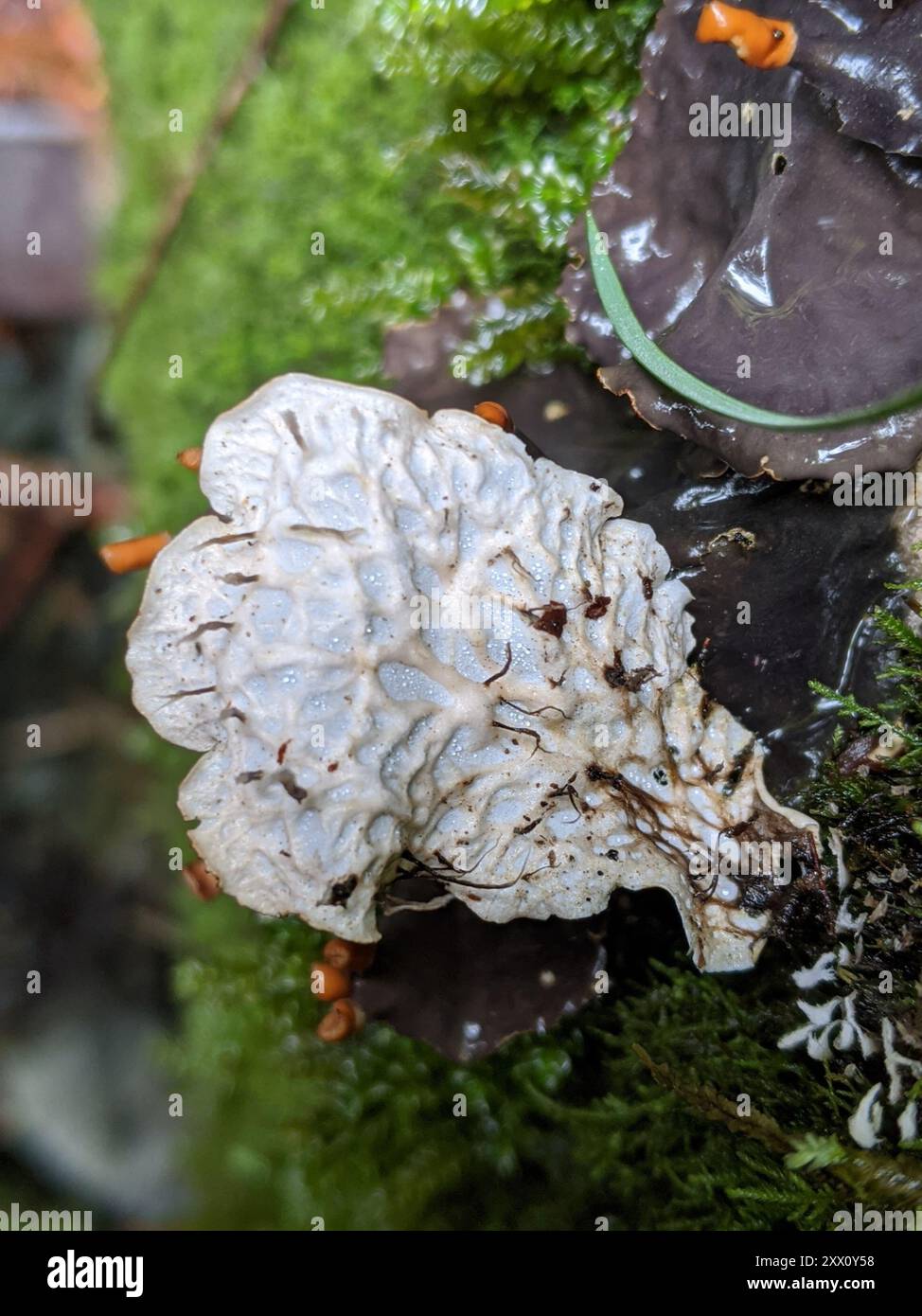 membranous pelt lichen (Peltigera membranacea) Fungi Stock Photo - Alamy